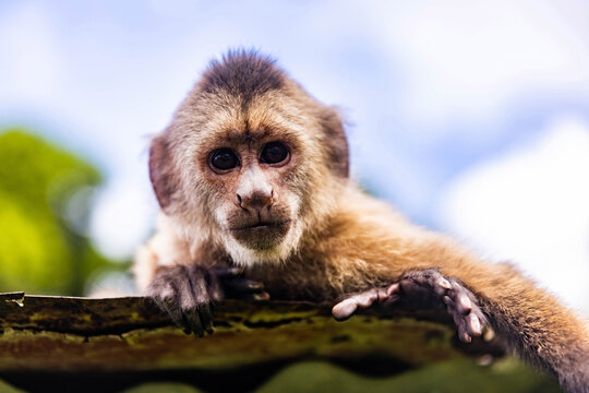 รูปภาพGuarico – เลือกดูภาพถ่ายสต็อก เวกเตอร์ และวิดีโอ314 | Adobe Stock