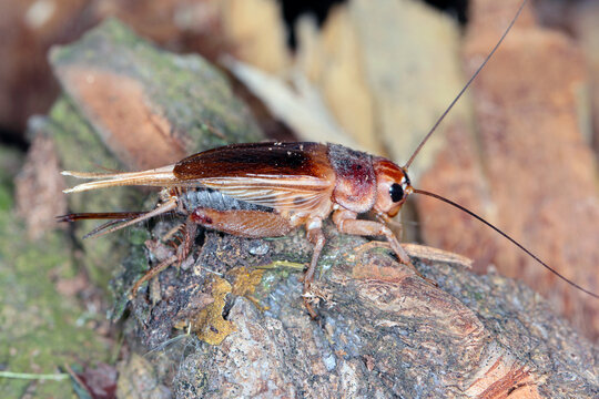 รูปภาพSprickets – เลือกดูภาพถ่ายสต็อก เวกเตอร์ และวิดีโอ154 | Adobe Stock