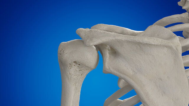 Glenoid Images – Browse 437 Stock Photos, Vectors, and Video | Adobe Stock