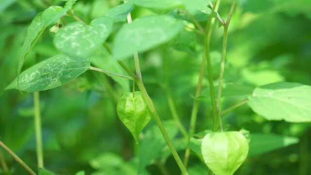 Ceplukan Images – Browse 133 Stock Photos, Vectors, and Video | Adobe Stock