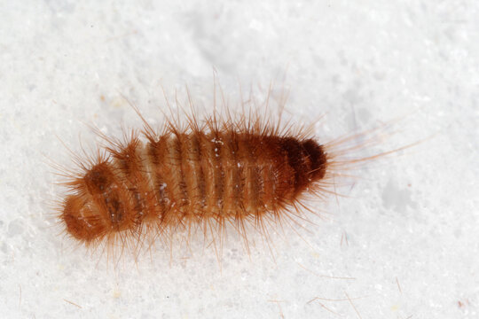 Vermin 이미지 – 찾아보기 102,027 스톡 사진, 벡터 및 비디오 | Adobe Stock