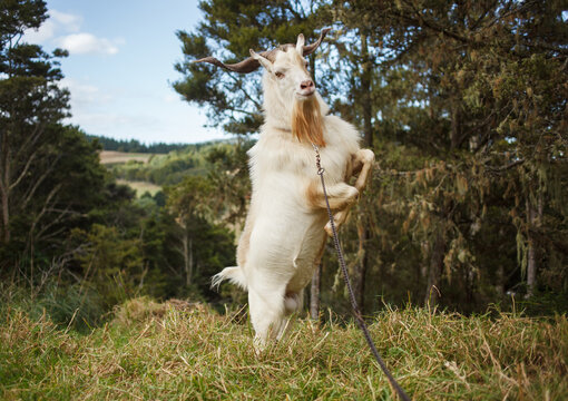 "Male Goat" Images – Browse 2,736 Stock Photos, Vectors, and Video ...