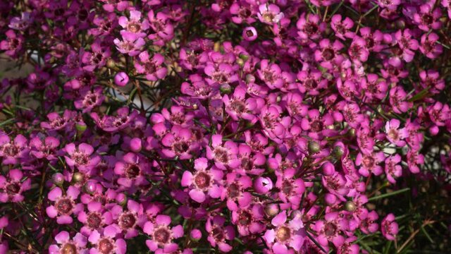 "Wax Flowers" Images – Browse 160 Stock Photos, Vectors, and Video ...