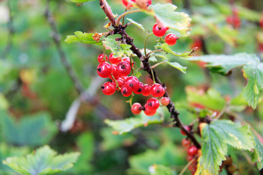 Groseilles Images – Browse 1,427 Stock Photos, Vectors, and Video ...