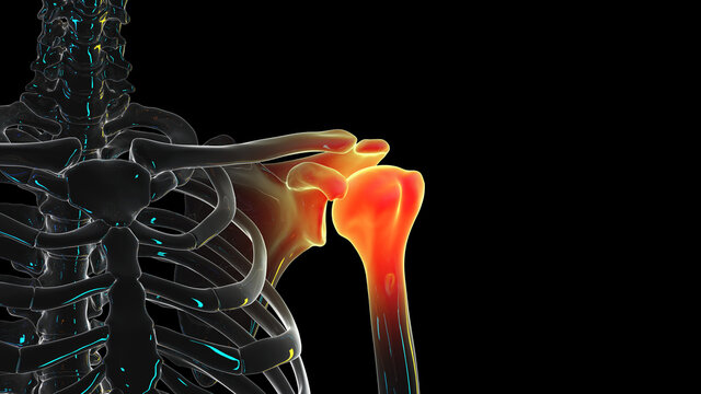 Glenoid Images – Browse 437 Stock Photos, Vectors, and Video | Adobe Stock