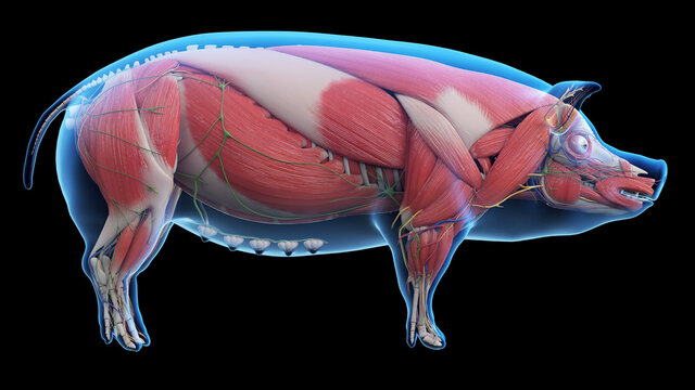 Swinish Bilder – Durchsuchen 5,825 Archivfotos, Vektorgrafiken und ...