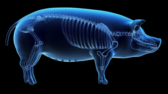Swinish Bilder – Durchsuchen 5,825 Archivfotos, Vektorgrafiken und ...