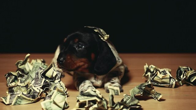 Dog Money Images – Browse 26,059 Stock Photos, Vectors, and Video ...