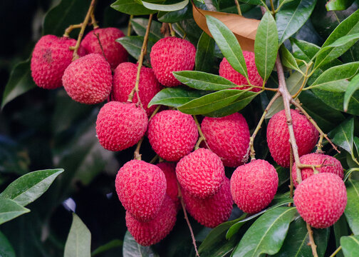 「Lichu」の画像 - 326 件の Stock 写真、ベクターおよびビデオ | Adobe Stock