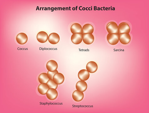 Coccus Bacteria Shape