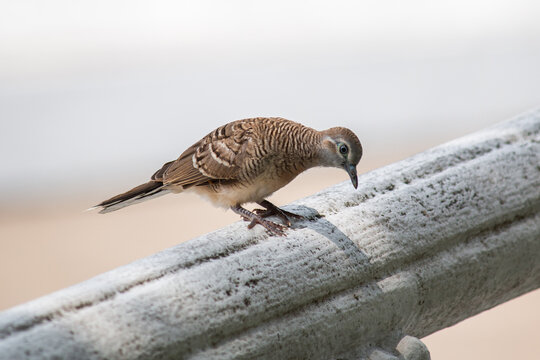 รูปภาพKurokutok – เลือกดูภาพถ่ายสต็อก เวกเตอร์ และวิดีโอ1,856 | Adobe Stock