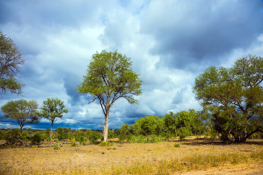 Bushveld Sunset Images – Browse 559 Stock Photos, Vectors, and Video ...