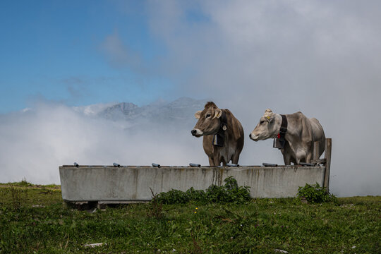 Courious Images – Browse 222 Stock Photos, Vectors, and Video | Adobe Stock