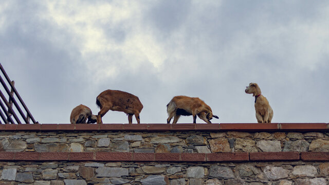 Zickenkrieg Bilder – Durchsuchen 596 Archivfotos, Vektorgrafiken und ...