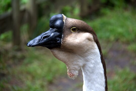 "African Goose" Images – Browse 1,414 Stock Photos, Vectors, and Video ...