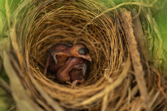 Taubenbabys Bilder – Durchsuchen 10,329 Archivfotos, Vektorgrafiken und ...