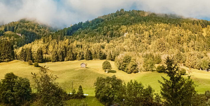 รูปภาพFusch – เลือกดูภาพถ่ายสต็อก เวกเตอร์ และวิดีโอ269 | Adobe Stock