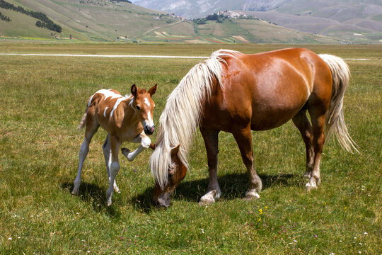 Imágenes de Potrillo: descubre bancos de fotos, ilustraciones, vectores ...