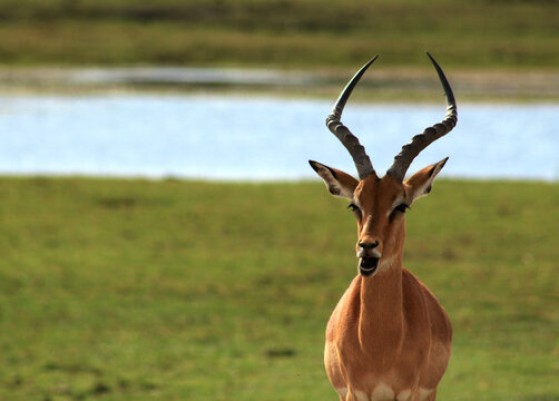 50,655 BEST Impala IMAGES, STOCK PHOTOS & VECTORS | Adobe Stock