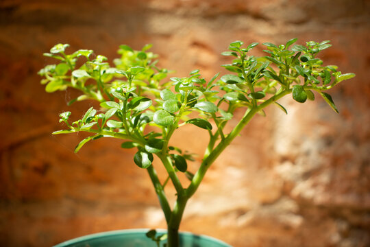 รูปภาพBrotar – เลือกดูภาพถ่ายสต็อก เวกเตอร์ และวิดีโอ16,659 | Adobe Stock