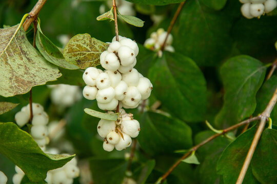 รูปภาพGhostberry – เลือกดูภาพถ่ายสต็อก เวกเตอร์ และวิดีโอ5,073 | Adobe ...