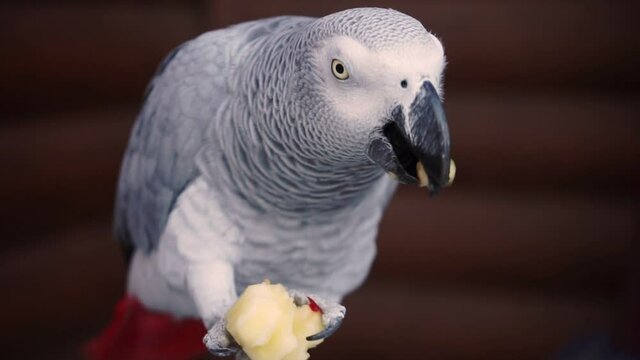 African Grey Bite