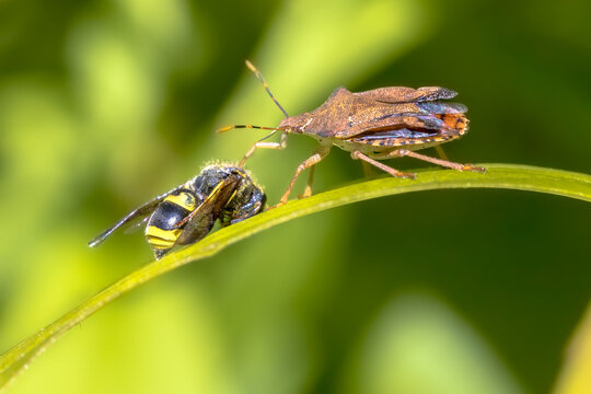 Harpactorinae-Bilder: Stock-Fotos & -Videos. | Adobe Stock