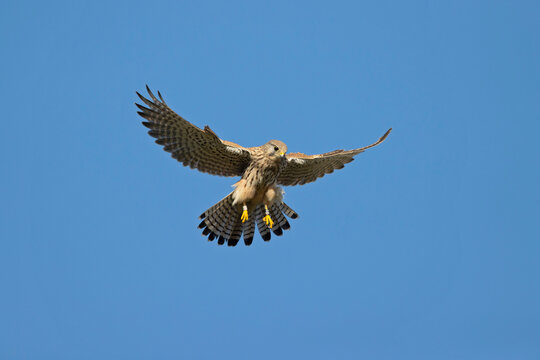 Windvogel Bilder – Durchsuchen 85,586 Archivfotos, Vektorgrafiken und ...