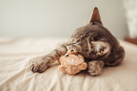 LAS 477,339 MEJORES IMÁGENES, FOTOS DE ARCHIVO Y VECTORES DE Tabby ...