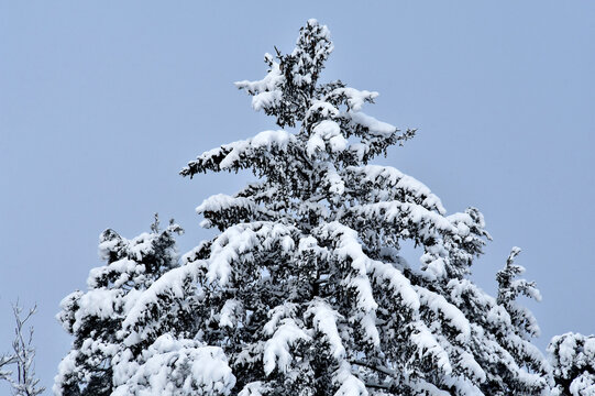 Fichtenbaum Billeder – Gennemse 195 stockfotos, vektorer og videoer ...