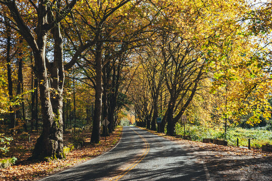「Autom」の写真素材 | 260件の無料イラスト画像 | Adobe Stock