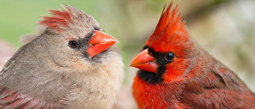"Cardinal Pair" Images – Browse 58 Stock Photos, Vectors, and Video ...