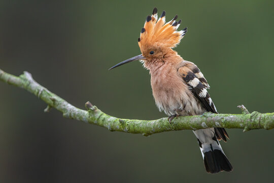 Ptaki-Bilder: Stock-Fotos & -Videos. | Adobe Stock