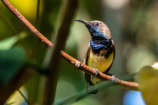 รูปภาพNectarinia – เลือกดูภาพถ่ายสต็อก เวกเตอร์ และวิดีโอ812 | Adobe Stock