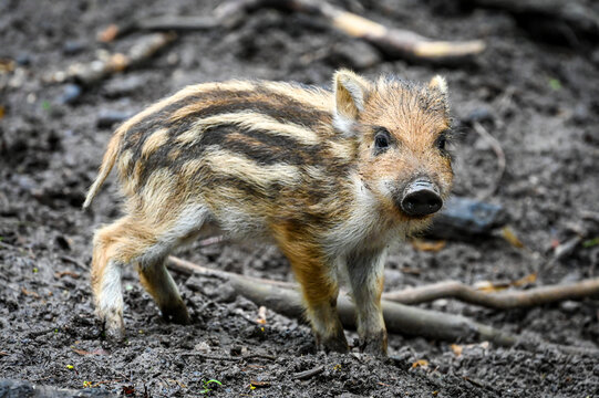 Baby Boar Botan