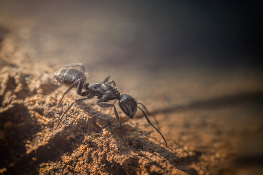 รูปภาพFourmi – เลือกดูภาพถ่ายสต็อก เวกเตอร์ และวิดีโอ1,829 | Adobe Stock