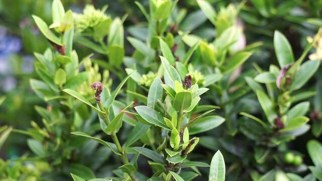 รูปภาพViruchi – เลือกดูภาพถ่ายสต็อก เวกเตอร์ และวิดีโอ191 | Adobe Stock