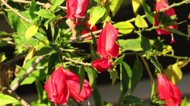 "Wax Mallow" Images – Browse 384 Stock Photos, Vectors, and Video ...