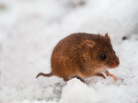 Imágenes de Maus: descubre bancos de fotos, ilustraciones, vectores y ...