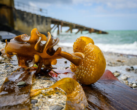 รูปภาพHaptera – เลือกดูภาพถ่ายสต็อก เวกเตอร์ และวิดีโอ1,426 | Adobe Stock