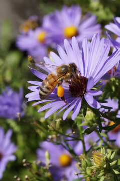 Corbiculae Images – Browse 1,225 Stock Photos, Vectors, and Video ...