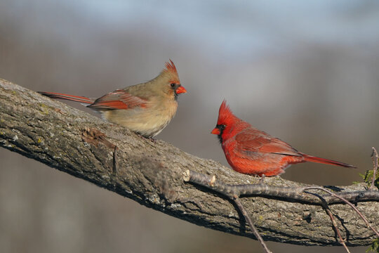 "Northern Cardinals" Images – Browse 85,302 Stock Photos, Vectors, and ...