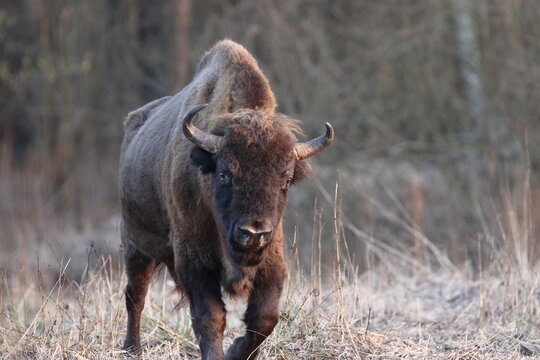 Imágenes de Bizon: descubre bancos de fotos, ilustraciones, vectores y ...