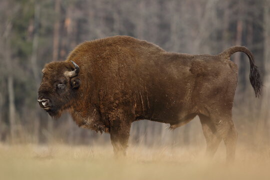 Preria bilder – Bläddra bland 305 stockfoton, vektorer och videor ...