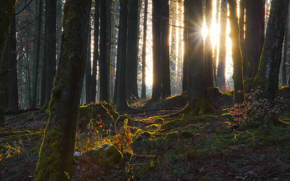 12,449 件の最適な Nebelig 画像、ストック写真、ベクター | Adobe Stock