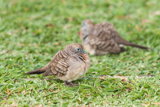 รูปภาพKurokutok – เลือกดูภาพถ่ายสต็อก เวกเตอร์ และวิดีโอ1,546 | Adobe Stock