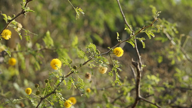 「Talh」の写真素材 | 19件の無料イラスト画像 | Adobe Stock