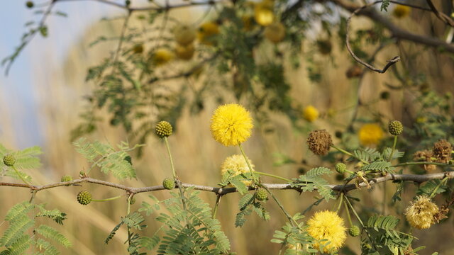 「Talh」の写真素材 | 19件の無料イラスト画像 | Adobe Stock