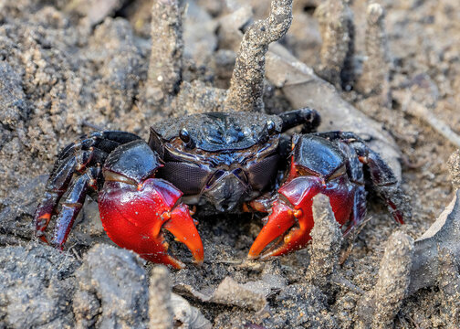 "Mangrove Crab" Images – Browse 863 Stock Photos, Vectors, and Video ...