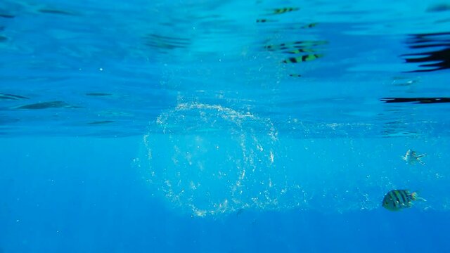 Imagens de Pyrosomida – Explore Fotografias do Stock, Vetores e Vídeos ...